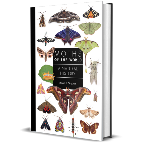 Moths of the World: A Natural History ²⁶ - BIOWEB Brasil