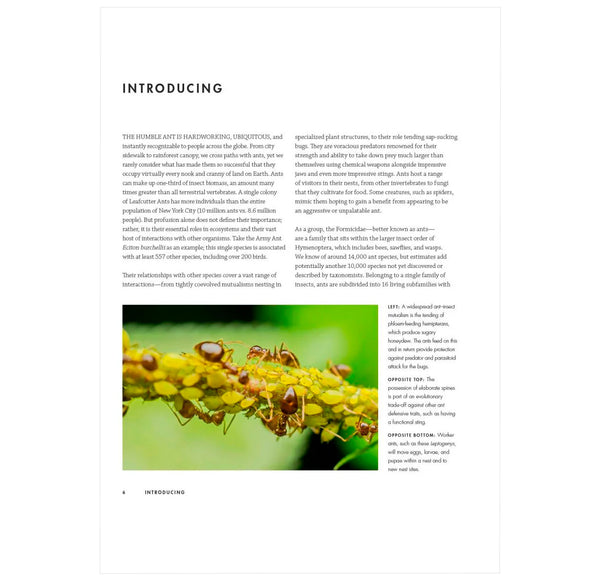 Ants: A Visual Guide - BIOWEB Brasil