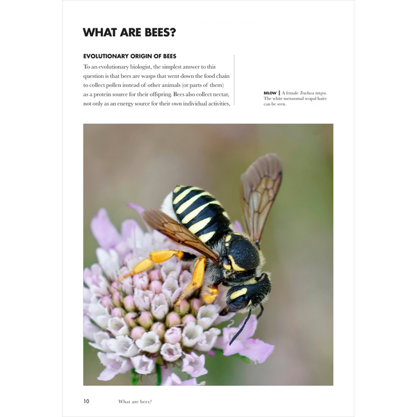 Bees of the World | A Guide to Every Family - BIOWEB Brasil