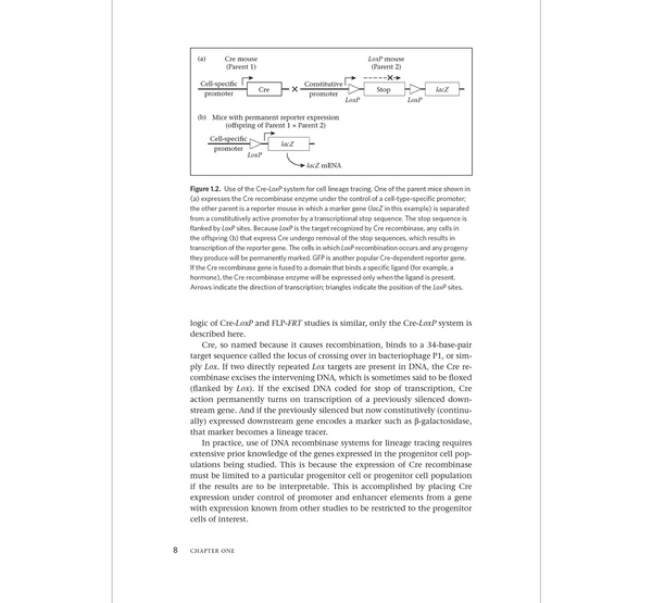 Developmental Neuroscience: A Concise Introduction ²⁵ - BIOWEB Brasil