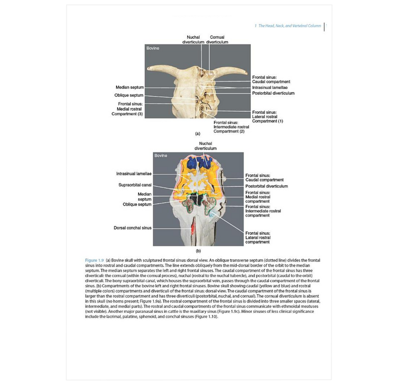 Guide to Ruminant Anatomy: Dissection and Clinical Aspects, 2nd Editio ...