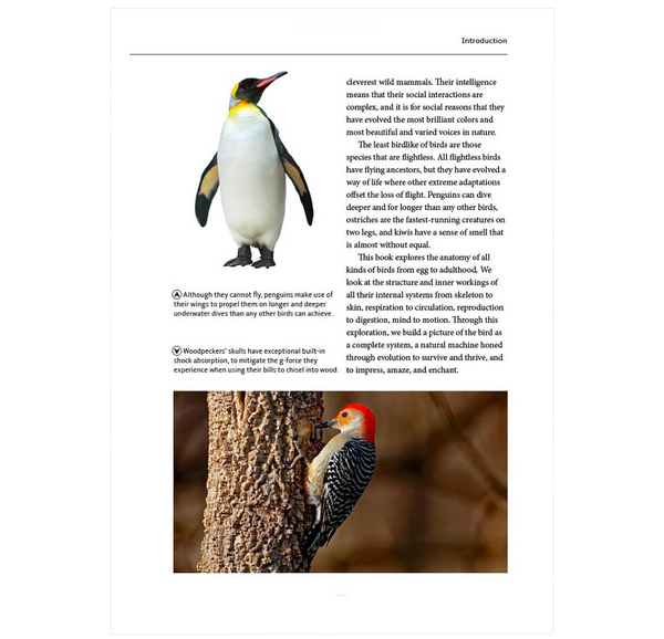 How Birds Work: An Illustrated Guide to the Wonders of Form and Functi ...