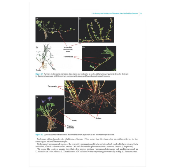 Rhizomes: Hidden Stems with Unknown Diversity ²⁵ - BIOWEB Brasil