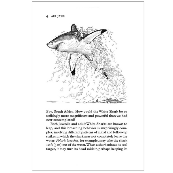 Sharkpedia A Brief Compendium of Shark Lore - BIOWEB Brasil